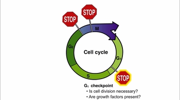 When a cell in S phase is fused with a cell in G1 ...