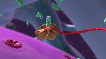 Animation: Overview of Protein Synthesis in Eukaryotes | Pearson+ Channels