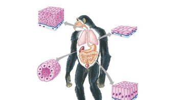 Types Of Animal Tissues | Biology | Letstute | Pearson+ Channels