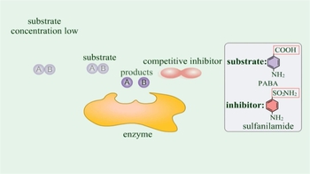 Animation: Enzymes: Competitive Inhibition | Pearson+ Channels
