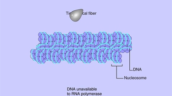 Animation: DNA Packing | Pearson+ Channels