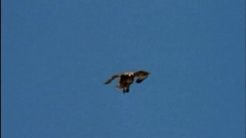 HHMI BioInteractive: The Origin of Birds | Pearson+ Channels