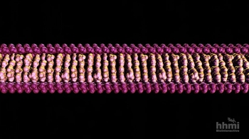 HHMI BioInteractive: Sickle-Cell Anemia | Pearson+ Channels