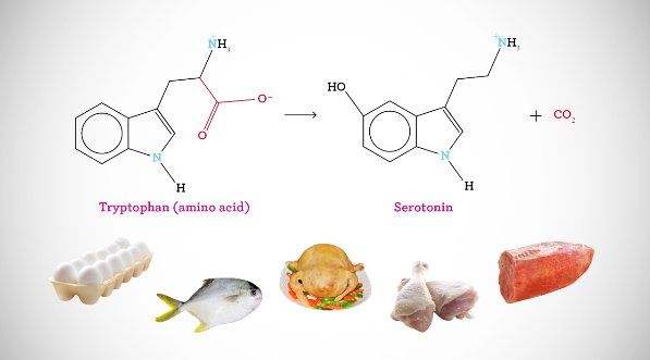 Amino acids at Physiological pH | Pearson+ Channels