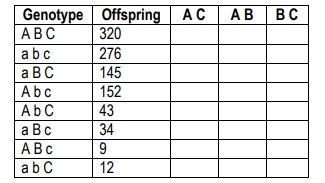 Trihybrid Cross Video Tutorial & Practice | Pearson+ Channels