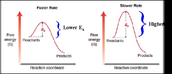 Rate of Reaction Video Tutorial & Practice | Pearson+ Channels