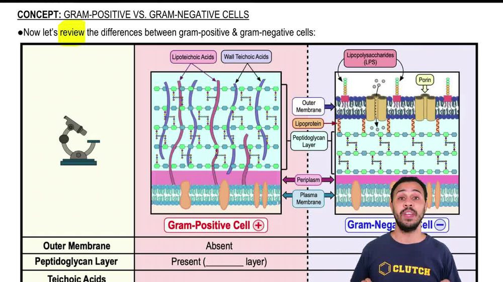Gram Positive Vs Gram Negative