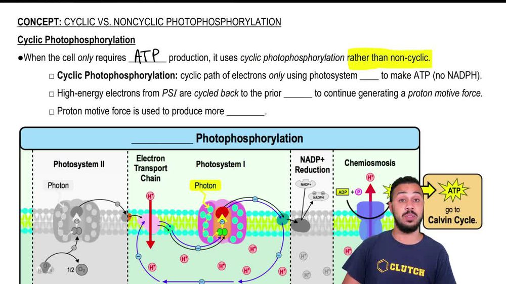 Cyclic Photophosphorylation Vs Noncyclic Photophosphorylation