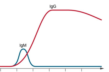 Primary and Secondary Response of Adaptive Immunity Video Tutorial ...