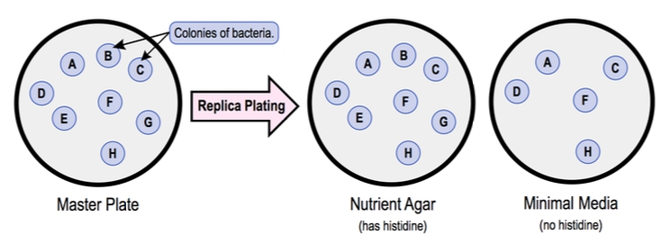 Mutant Detection Video Tutorial & Practice | Pearson+ Channels